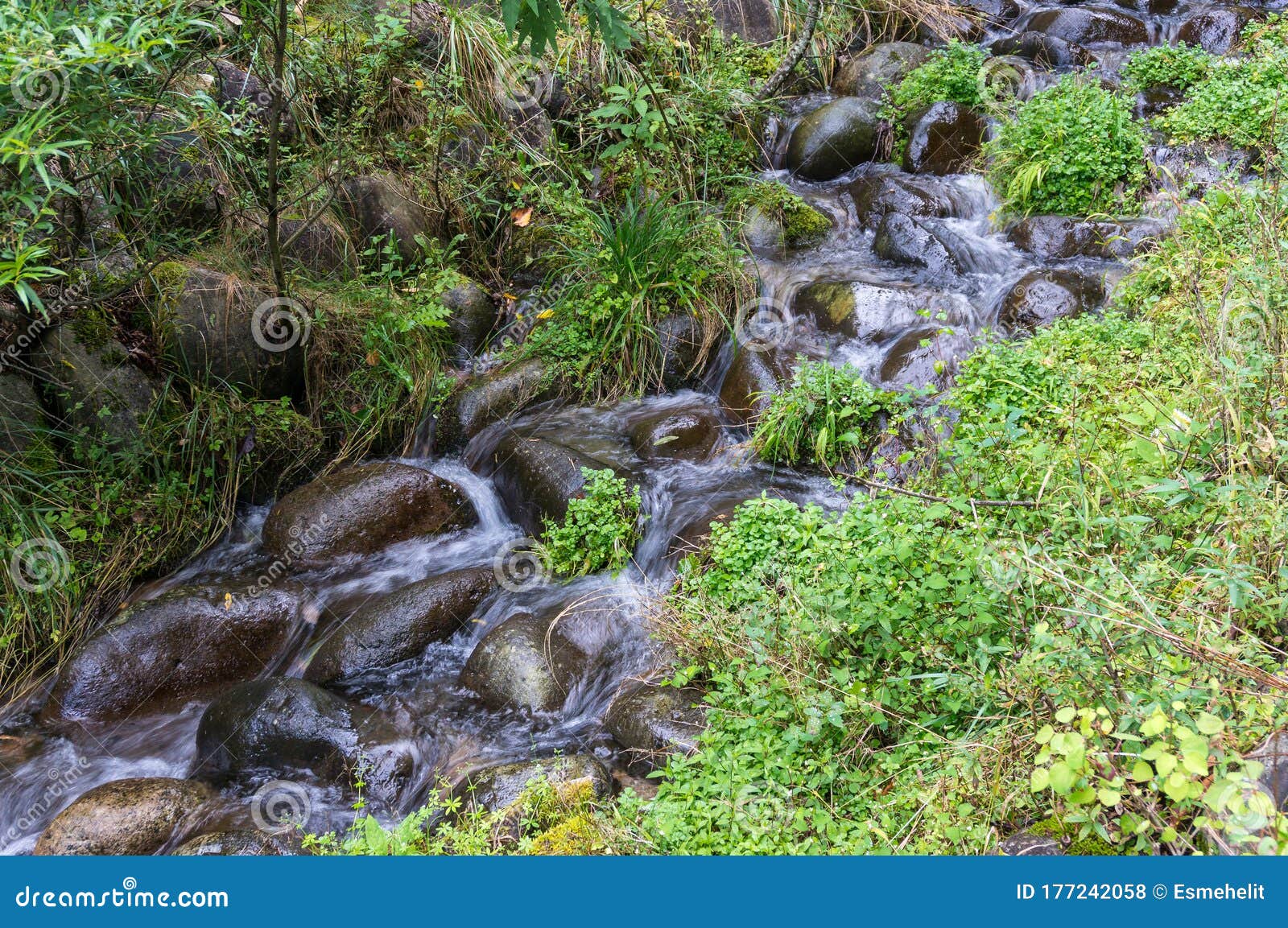Forest Spring, Stream with Green Grass and Rocks Stock Photo - Image of ...