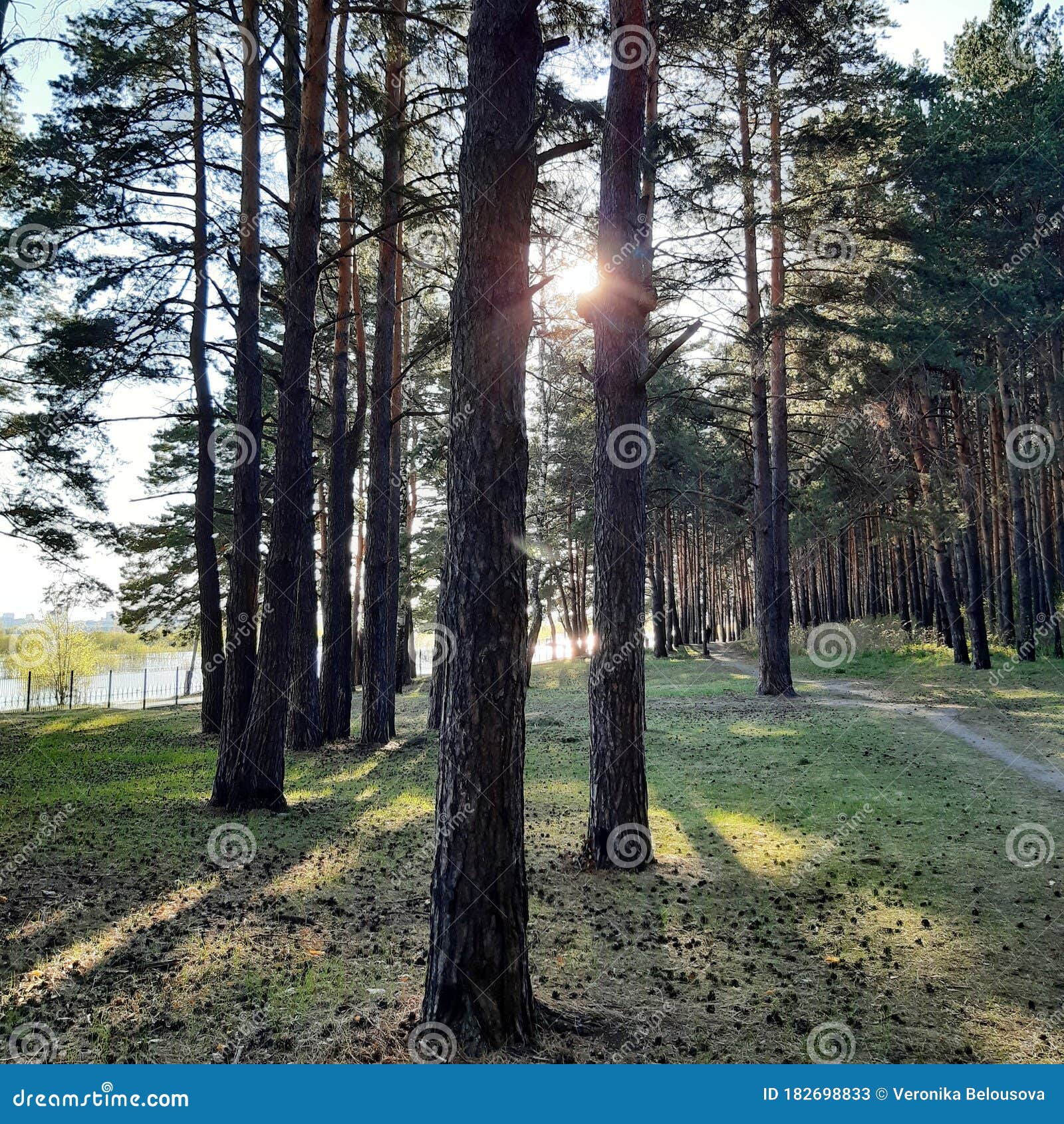 Forest. Spring. Sunset. the Trees. the Lights of a Sun Stock Image ...