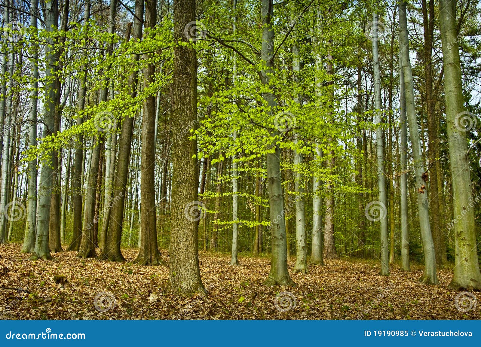 Forest in the spring time stock image. Image of beauty - 19190985