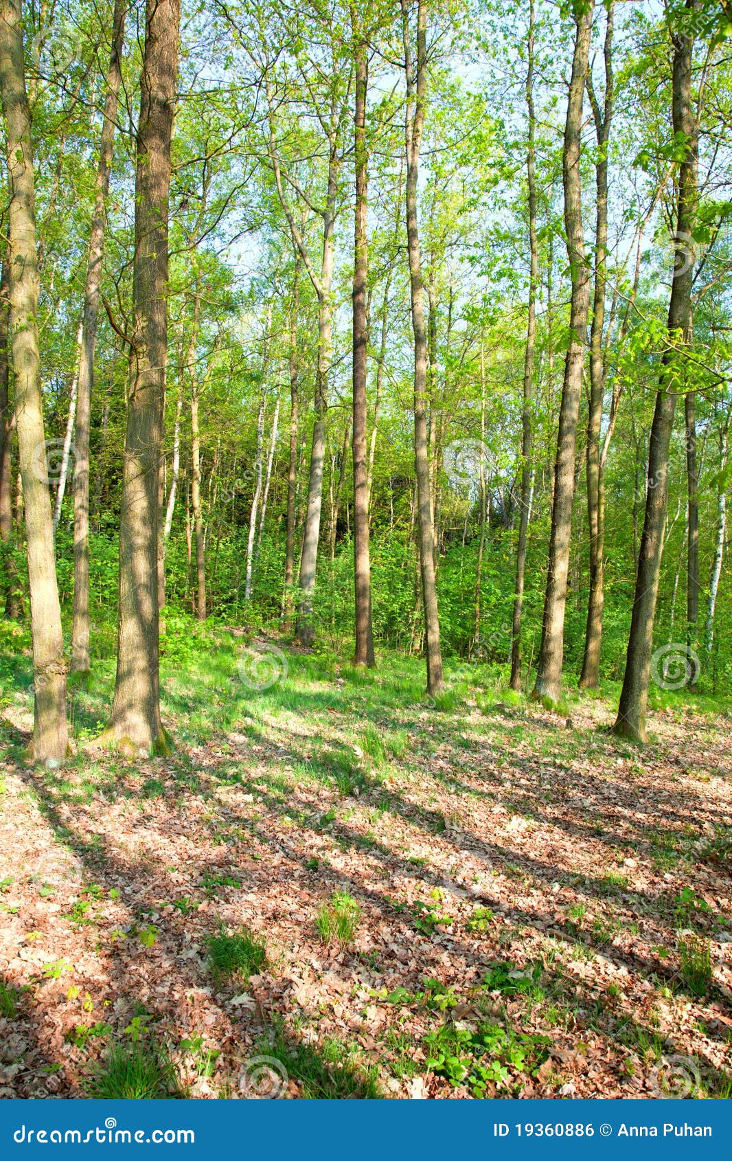 Forest in the spring time stock photo. Image of fairy - 19360886