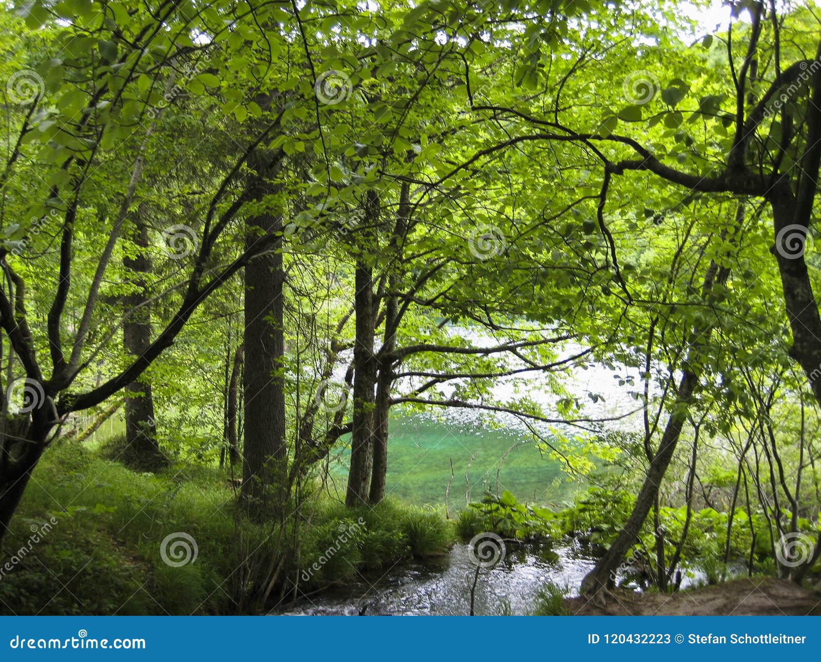 A forest in spring time stock image. Image of garden - 120432223