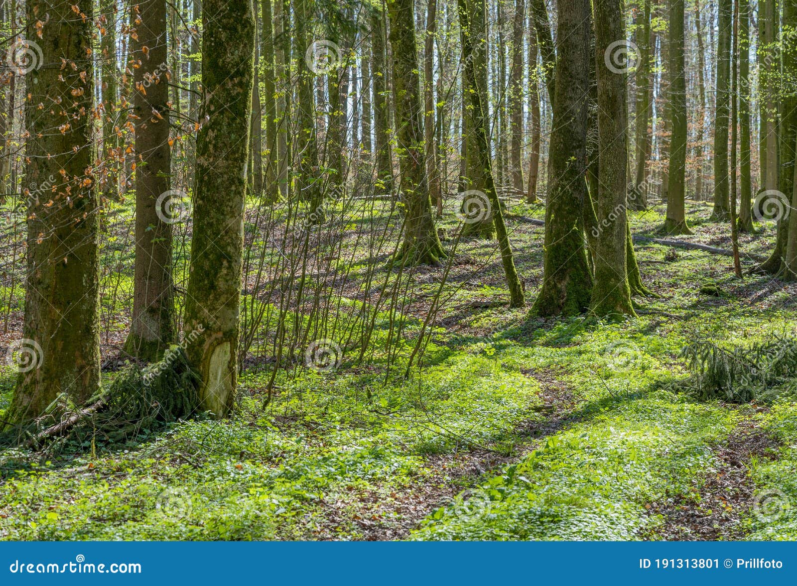 Forest at spring time stock image. Image of outdoor - 191313801