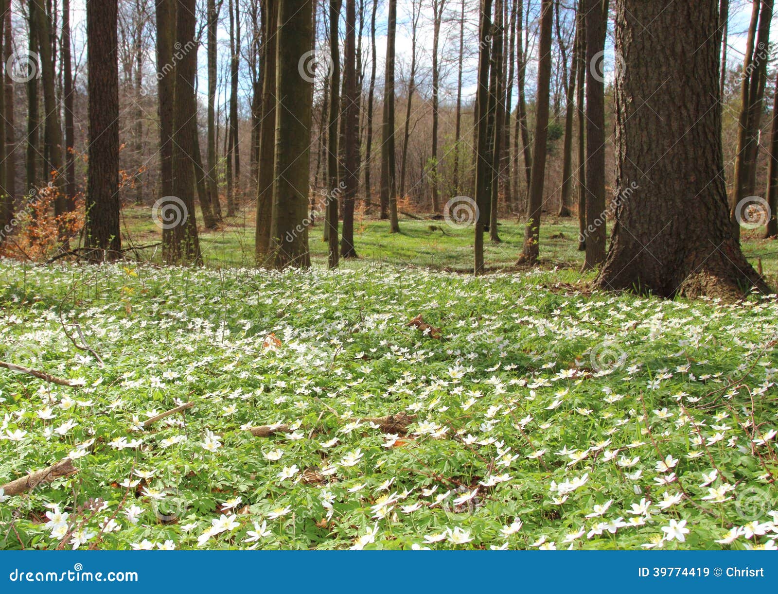 Forest in Spring with White Windflowers Stock Image - Image of forest ...