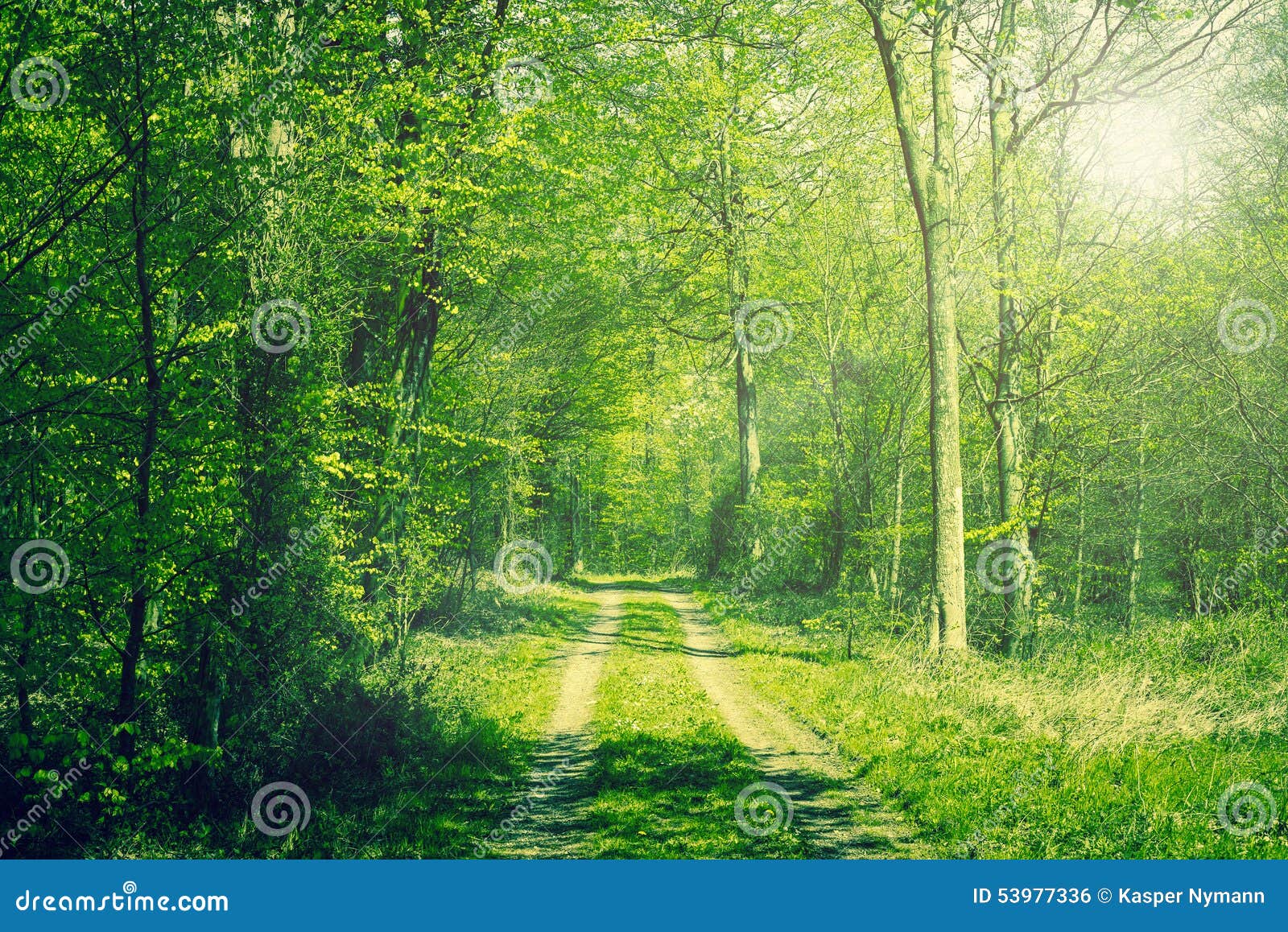 Forest in the springtime stock photo. Image of green - 53977336