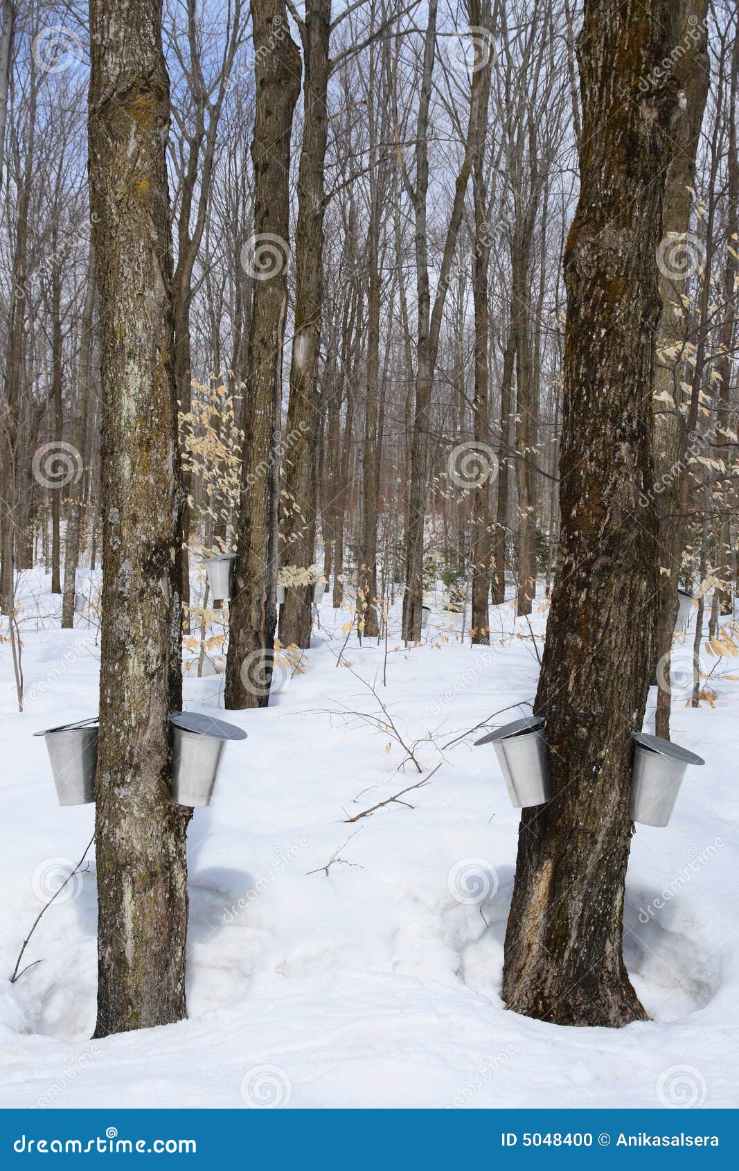 Forest in Springtime during Maple Syrup Season Stock Photo - Image of ...