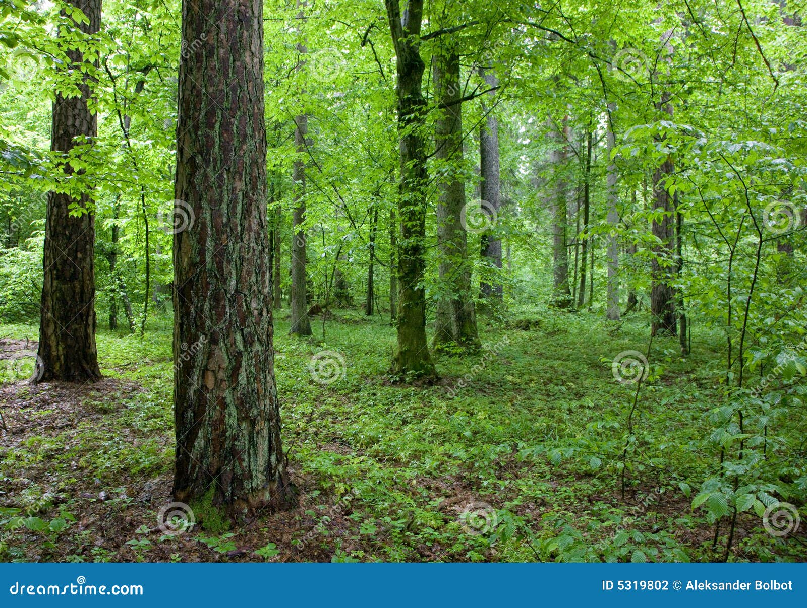 Forest at Springtime Morning Stock Photo - Image of sunrise, pine: 5319802