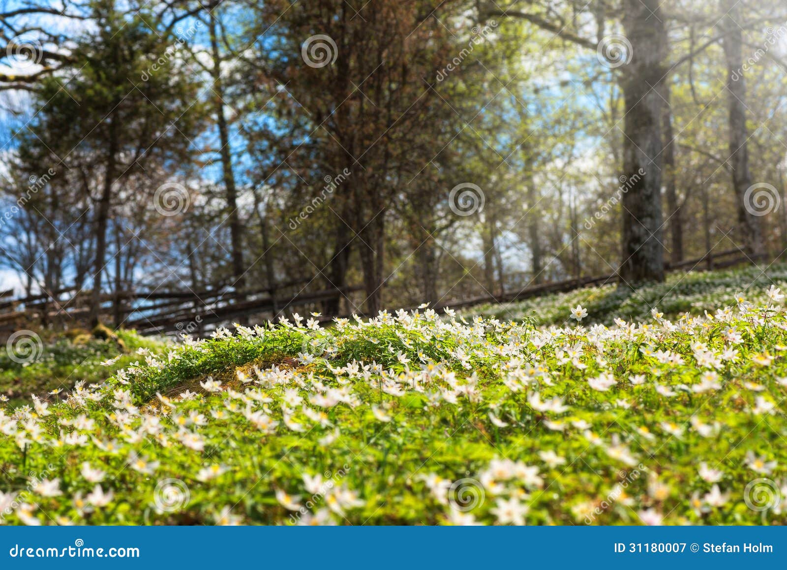 Forest in the springtime stock image. Image of grass - 31180007