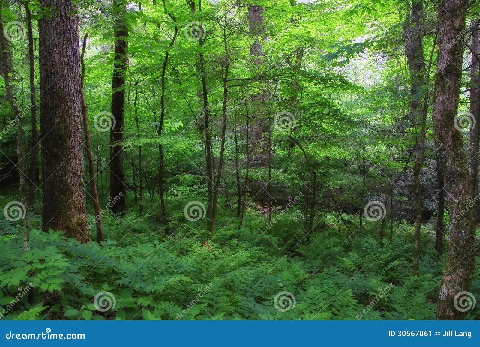 Forest in the Springtime stock image. Image of scenery - 30567061