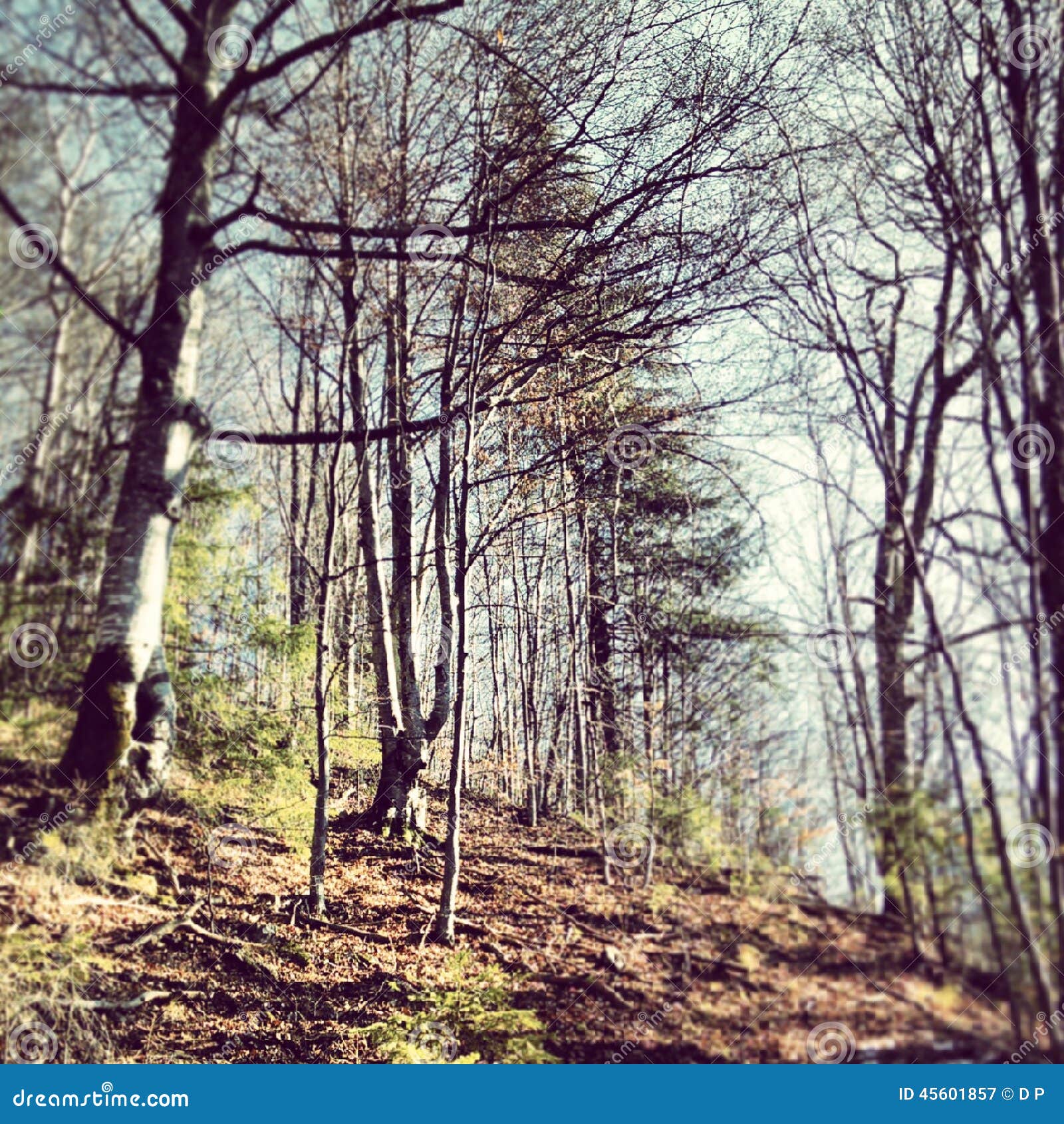 Forest stock image. Image of green, forest, square, trees - 45601857