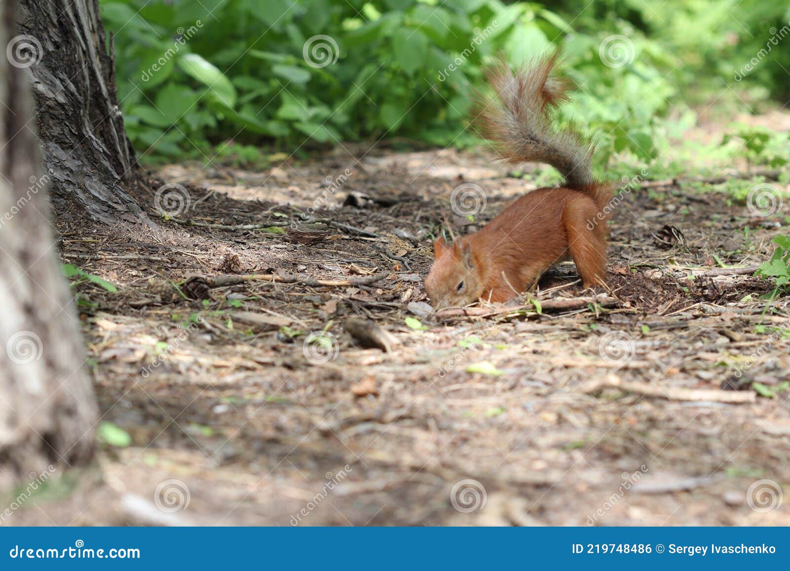 Forest Squirrel Hides a Nut. Stock Photo - Image of tree, afraid: 219748486