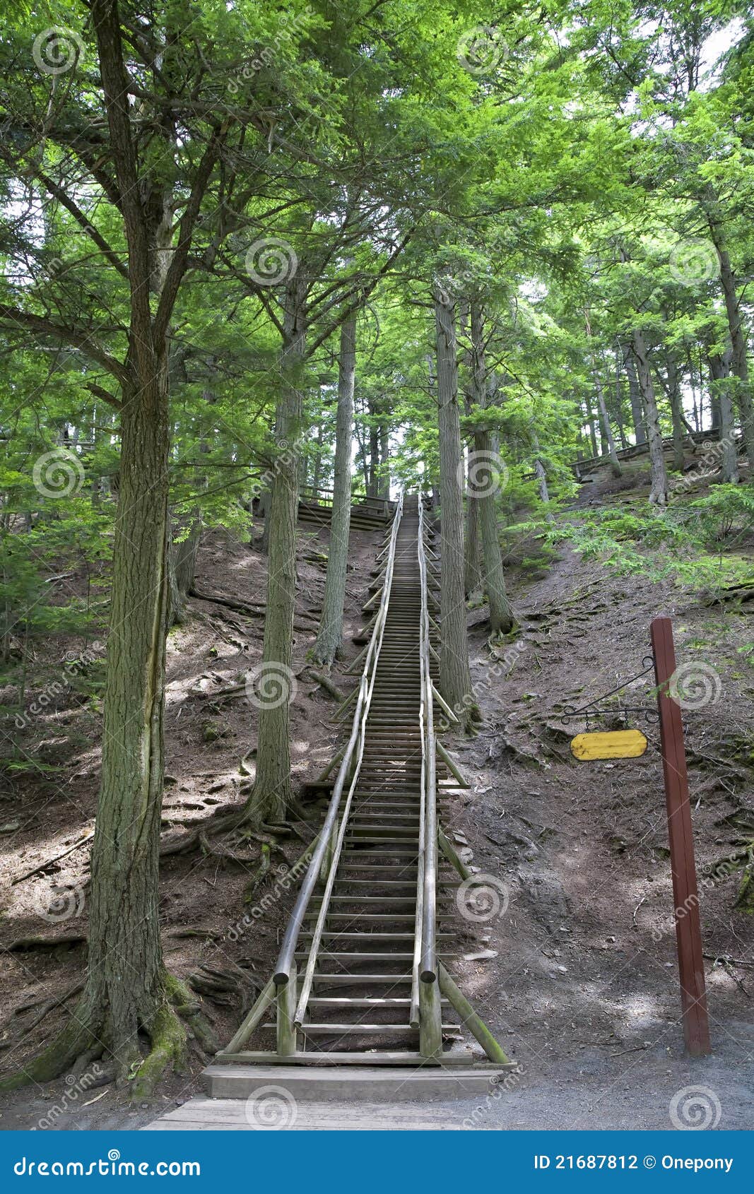 Forest Staircase stock photo. Image of tree, plants, trail - 21687812