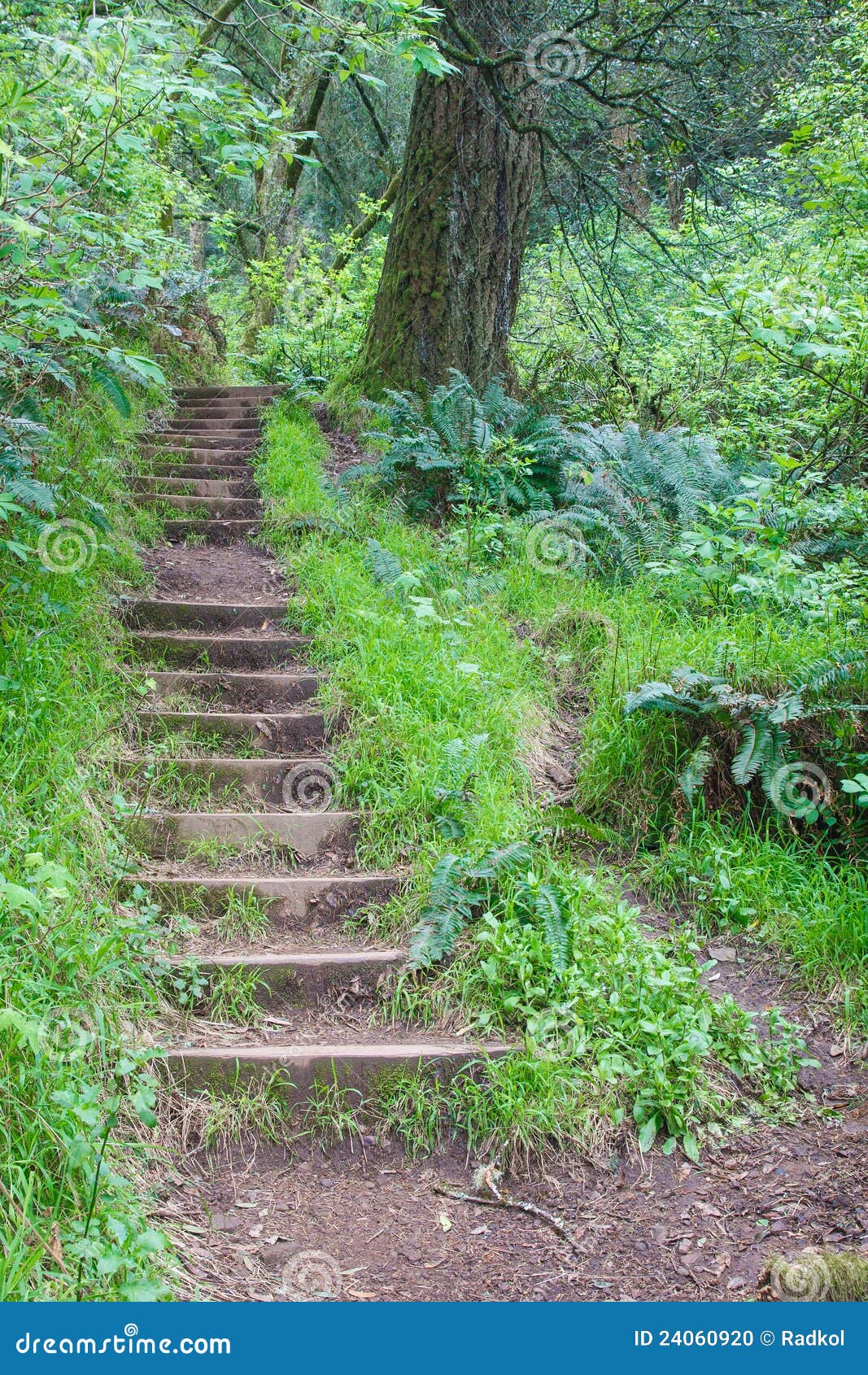 Forest stairs stock photo. Image of grass, river, green - 24060920