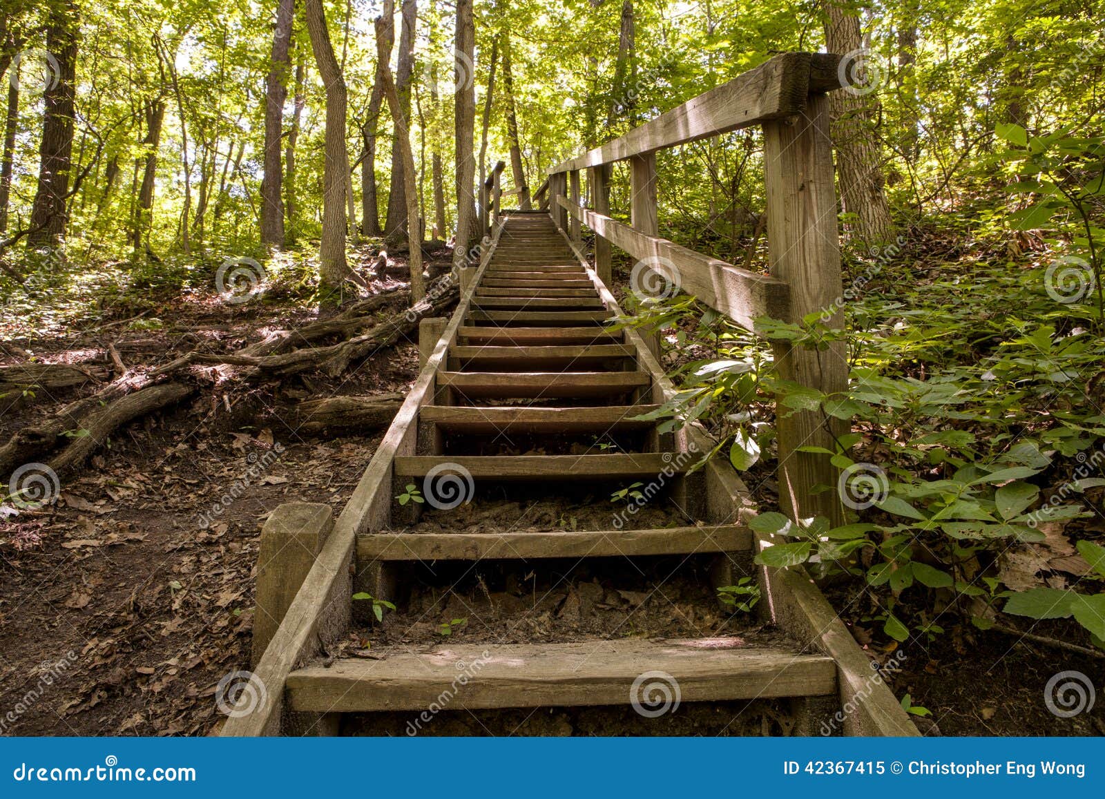 Forest Stairs stock afbeelding. Image of nieuw, landschap - 42367415