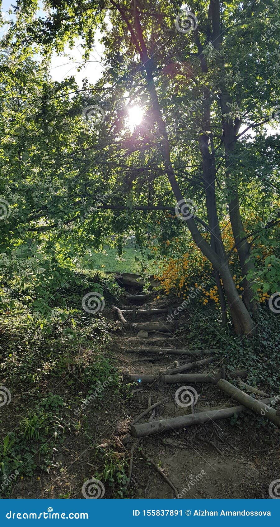 Forest stairs. stock image. Image of trees, stairs, nature - 155837891