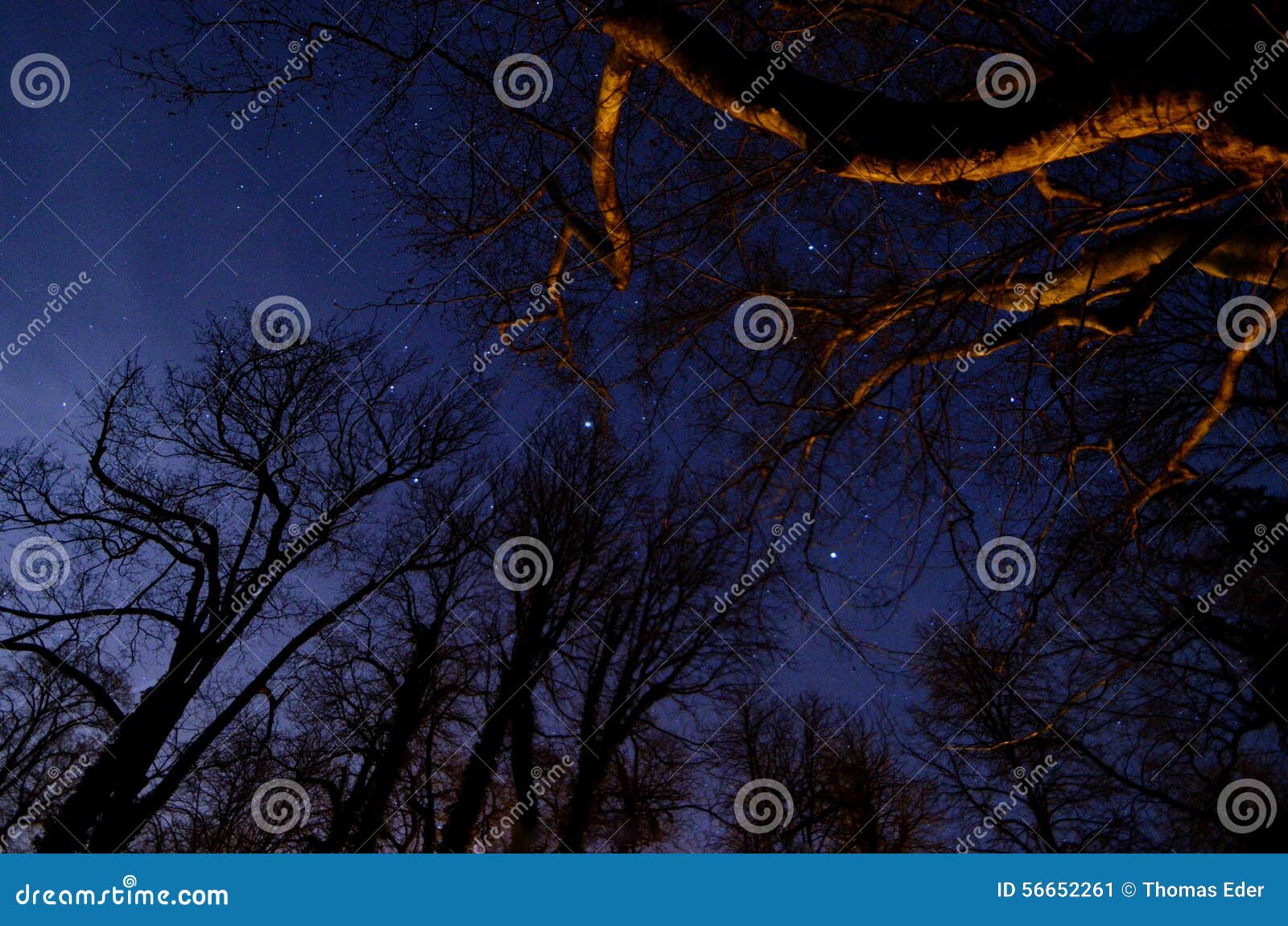 Forest with starry sky stock image. Image of detail, landscape - 56652261
