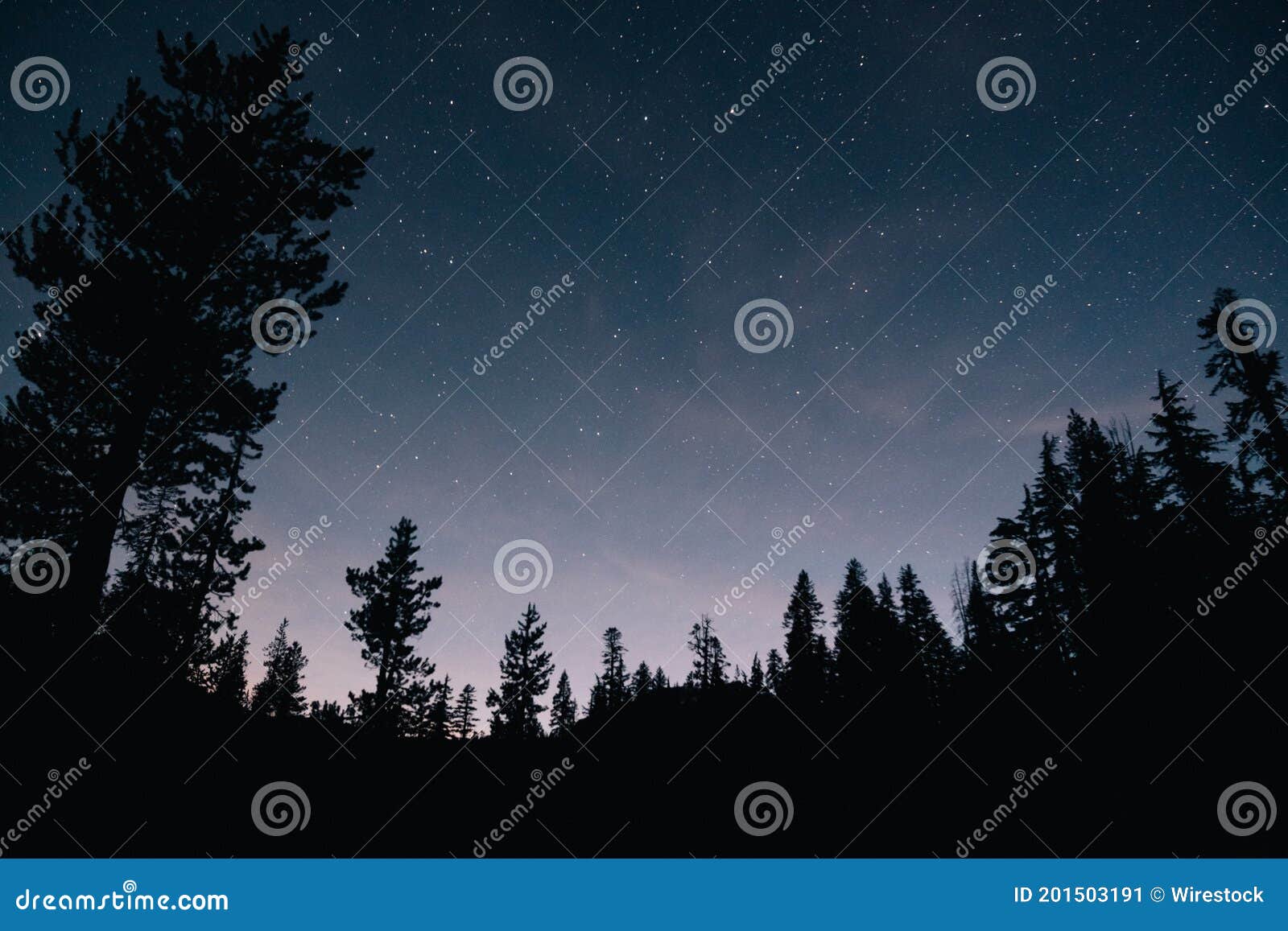 Forest and the Starry Sky in the Night Stock Image - Image of leaf ...