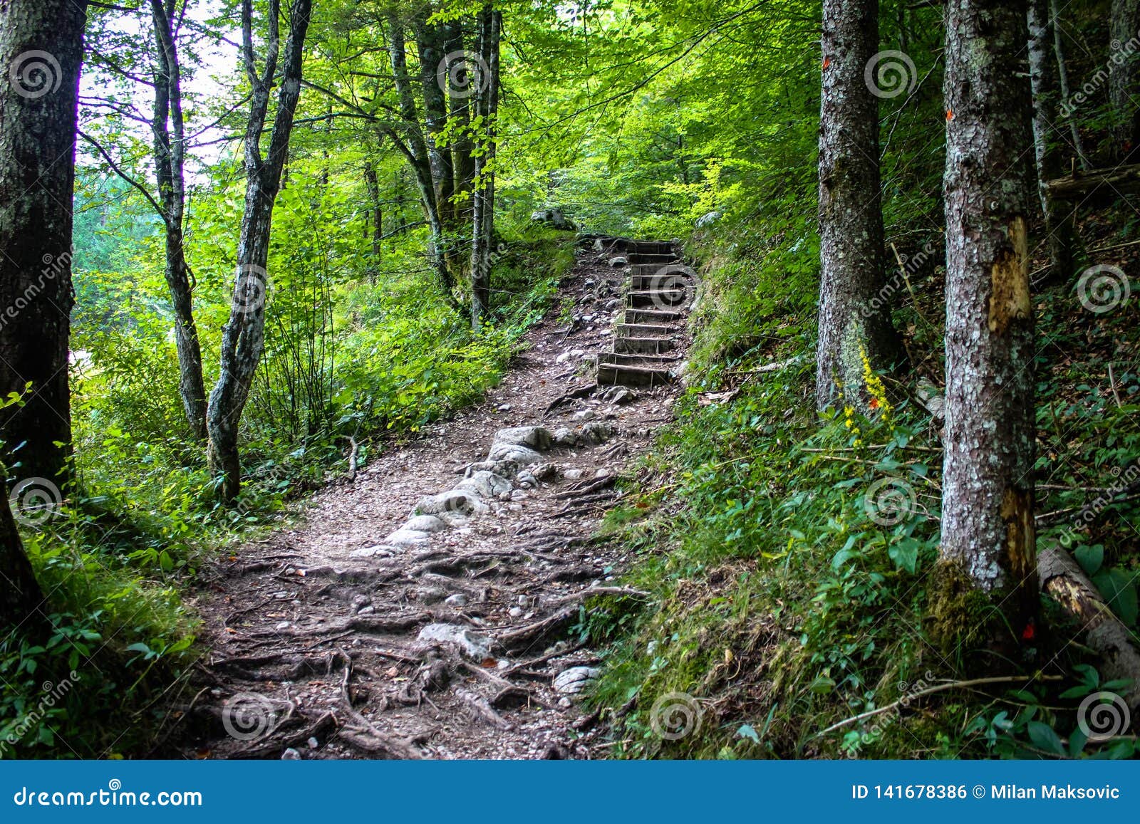 Forest step stairs stock photo. Image of beautiful, scenic - 141678386