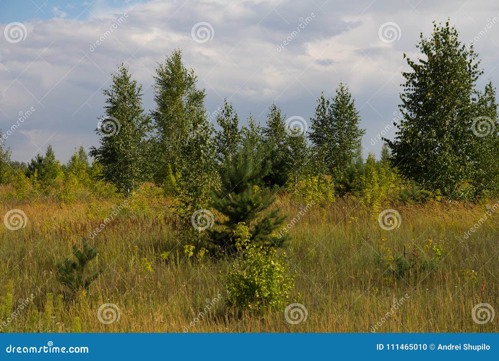 Forest and Steppe in Nature Stock Photo - Image of undisturbed ...