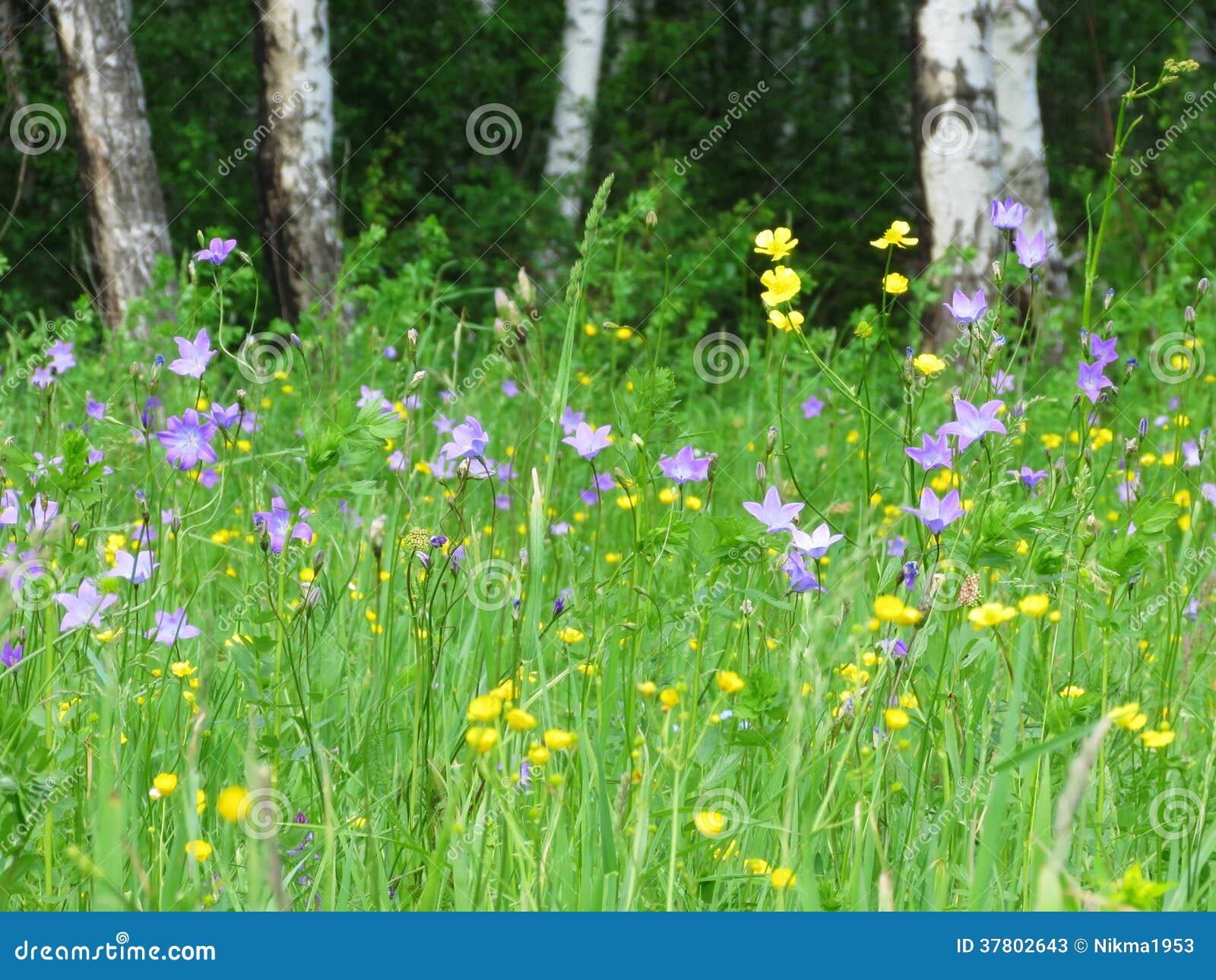 Forest-steppes in the Summer Stock Image - Image of wild, unforgettable ...