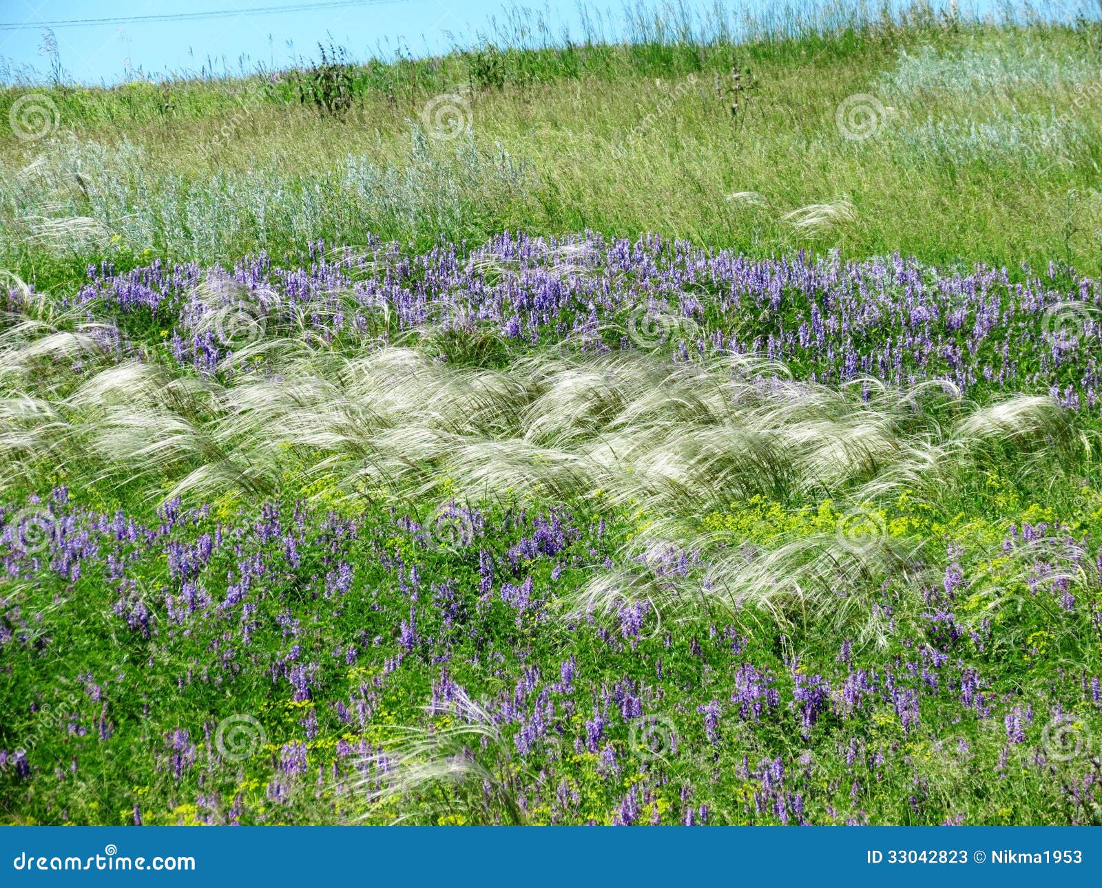 Forest-steppes in the Summer Stock Image - Image of summer, meadow ...