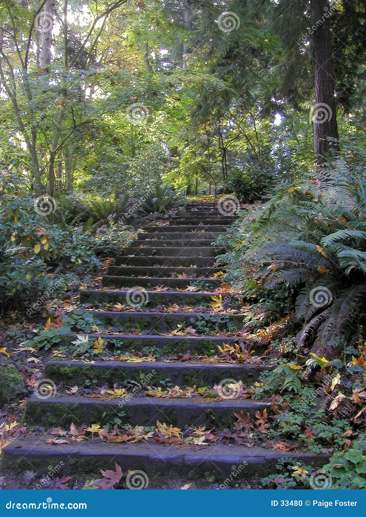 Forest Steps stock photo. Image of woods, fall, path, forest - 33480