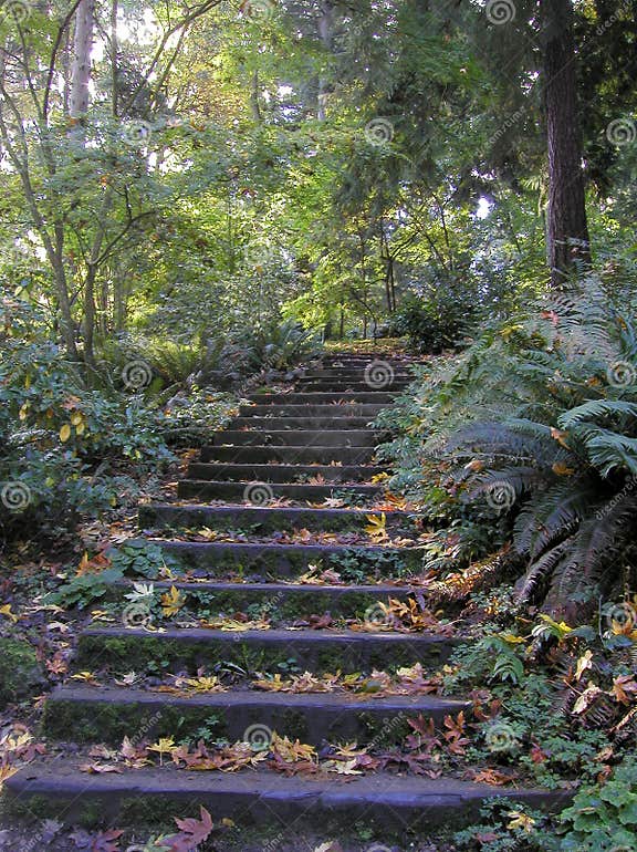 Forest Steps stock photo. Image of woods, fall, path, forest - 33480