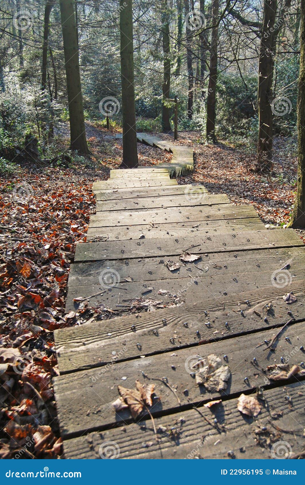 Forest steps walk stock image. Image of scenery, forest - 22956195