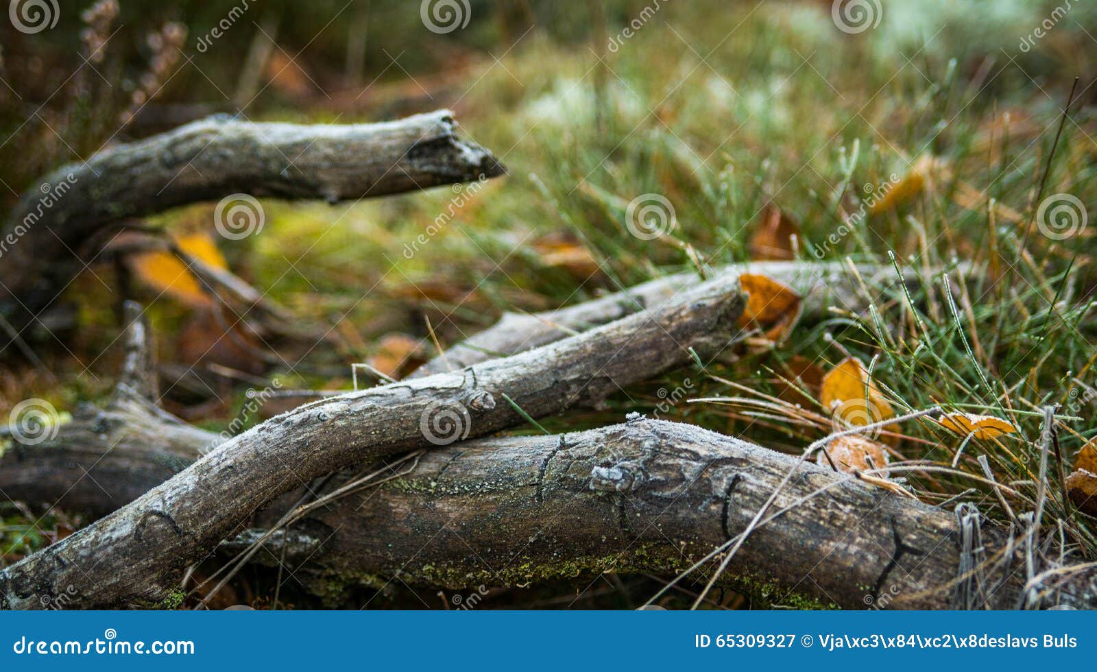Forest sticks stock image. Image of clen, clea, roade - 65309327
