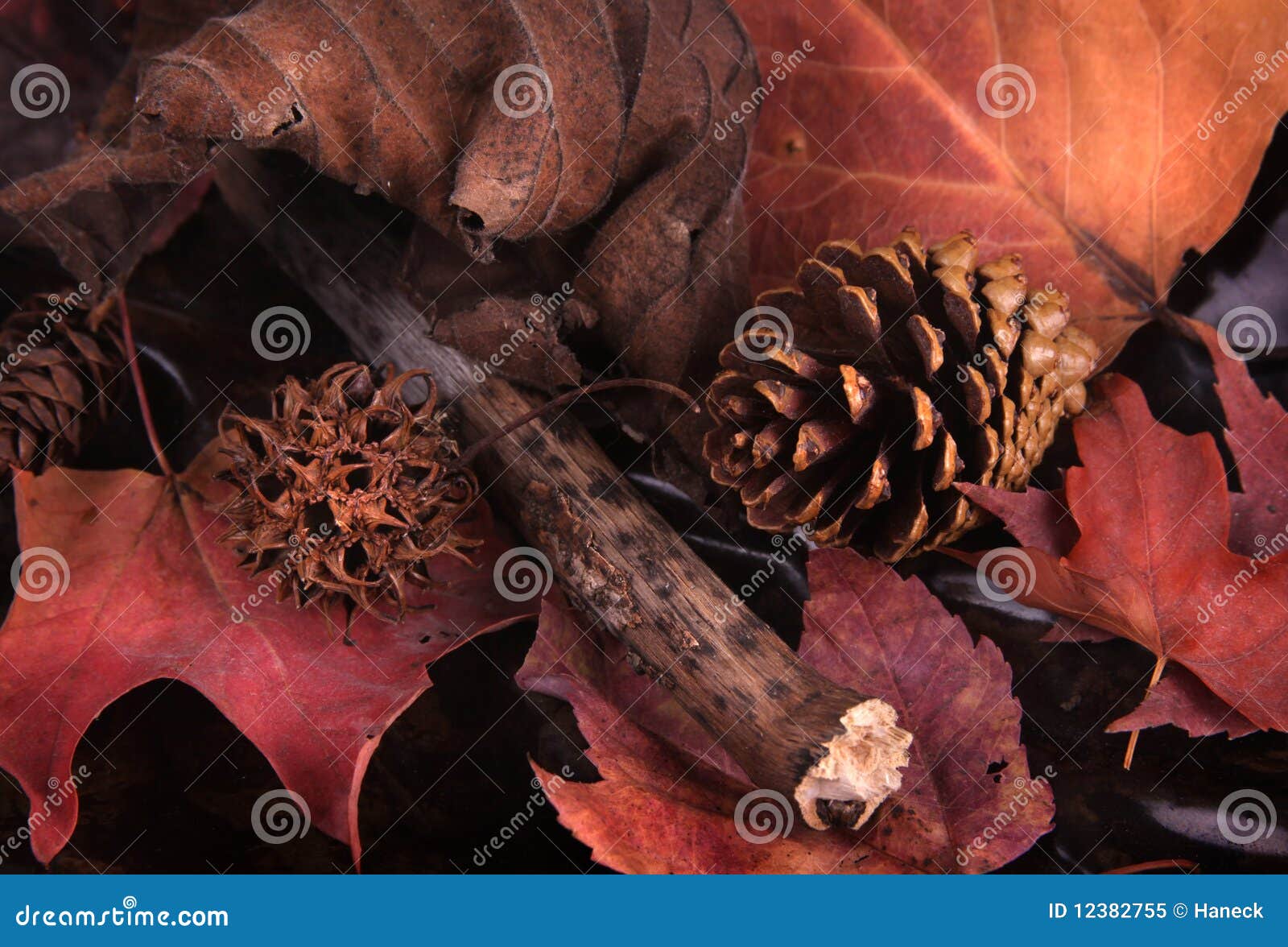 Forest Still-life stock image. Image of natural, pine - 12382755
