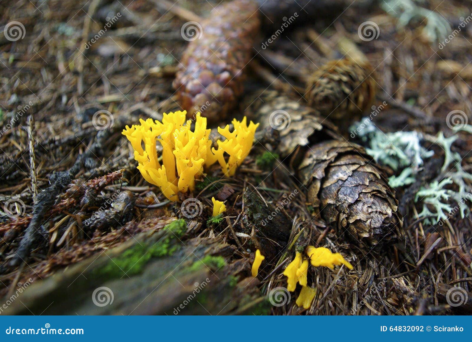Forest still life stock photo. Image of life, cone, macro - 64832092