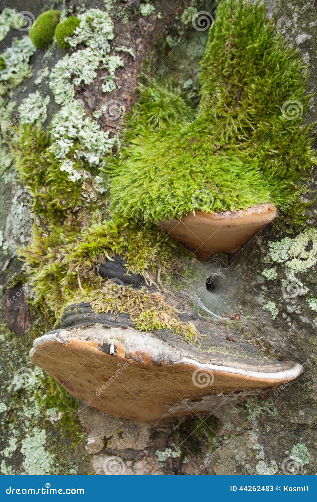Forest still life stock image. Image of forest, still - 44262483