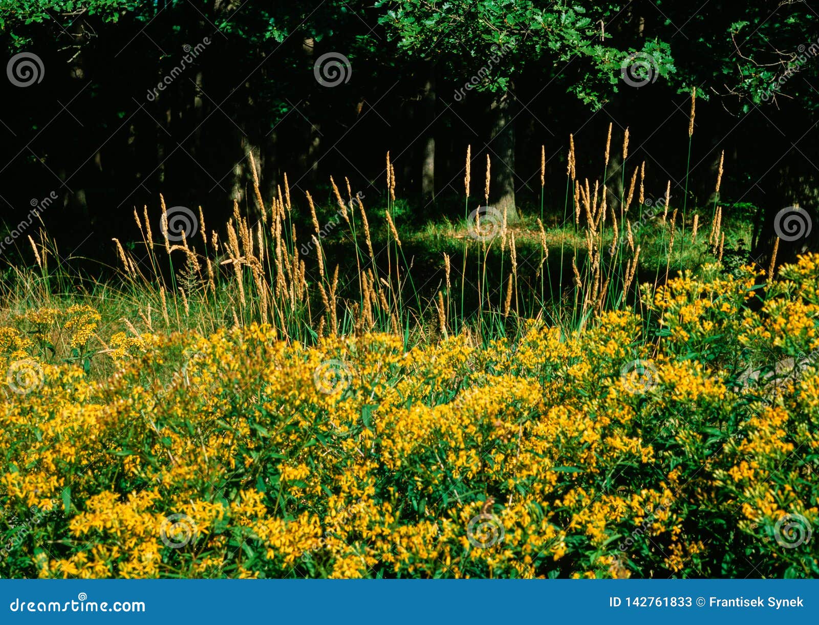 Forest Still Life in the Summer Stock Image - Image of still, cloud ...