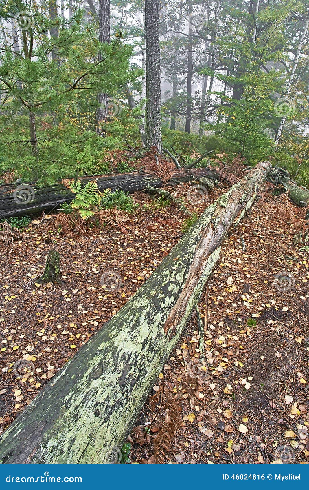 Forest still life stock photo. Image of outdoors, warm - 46024816