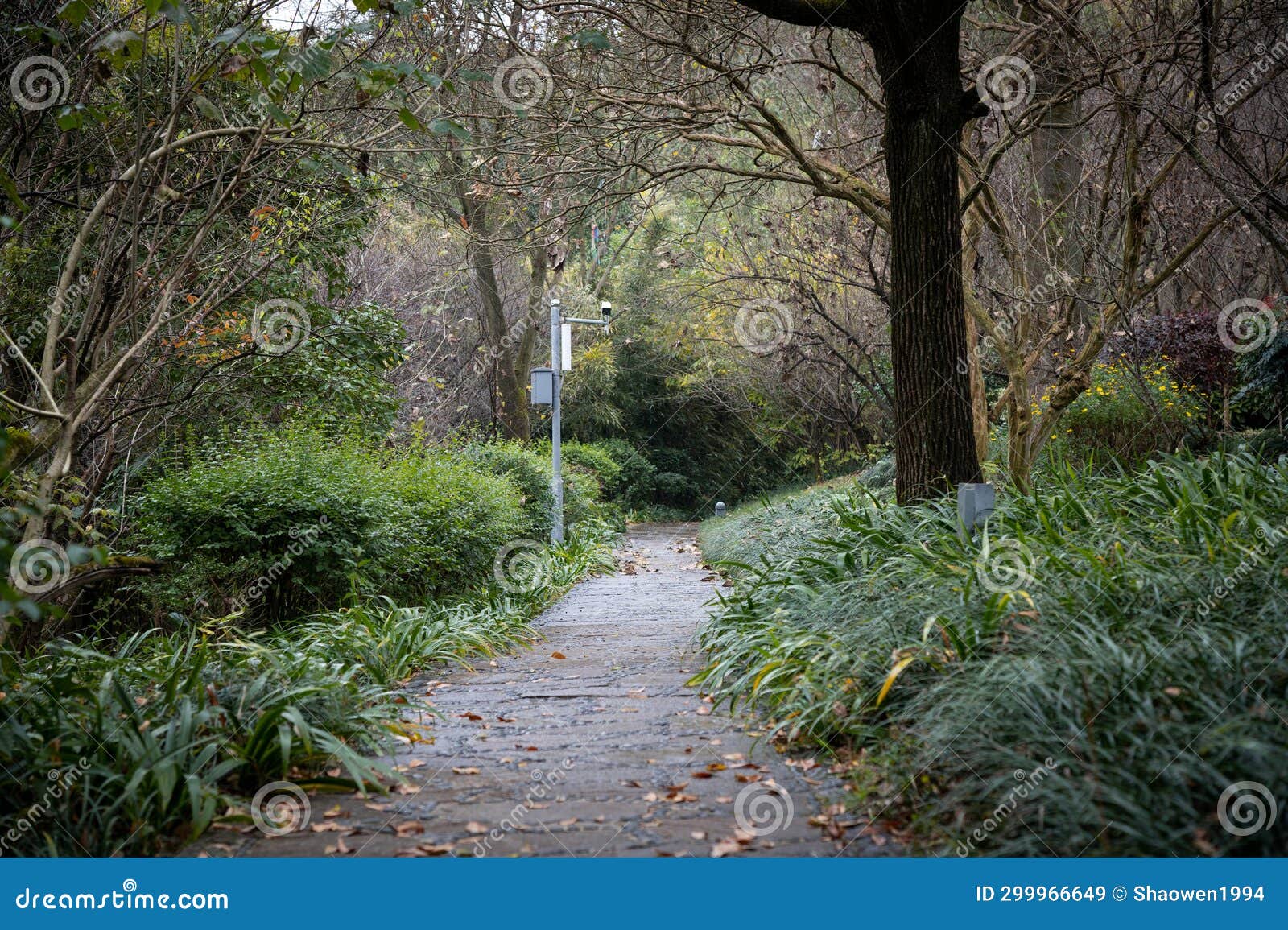 Forest stone path stock image. Image of trees, bamboo - 299966649
