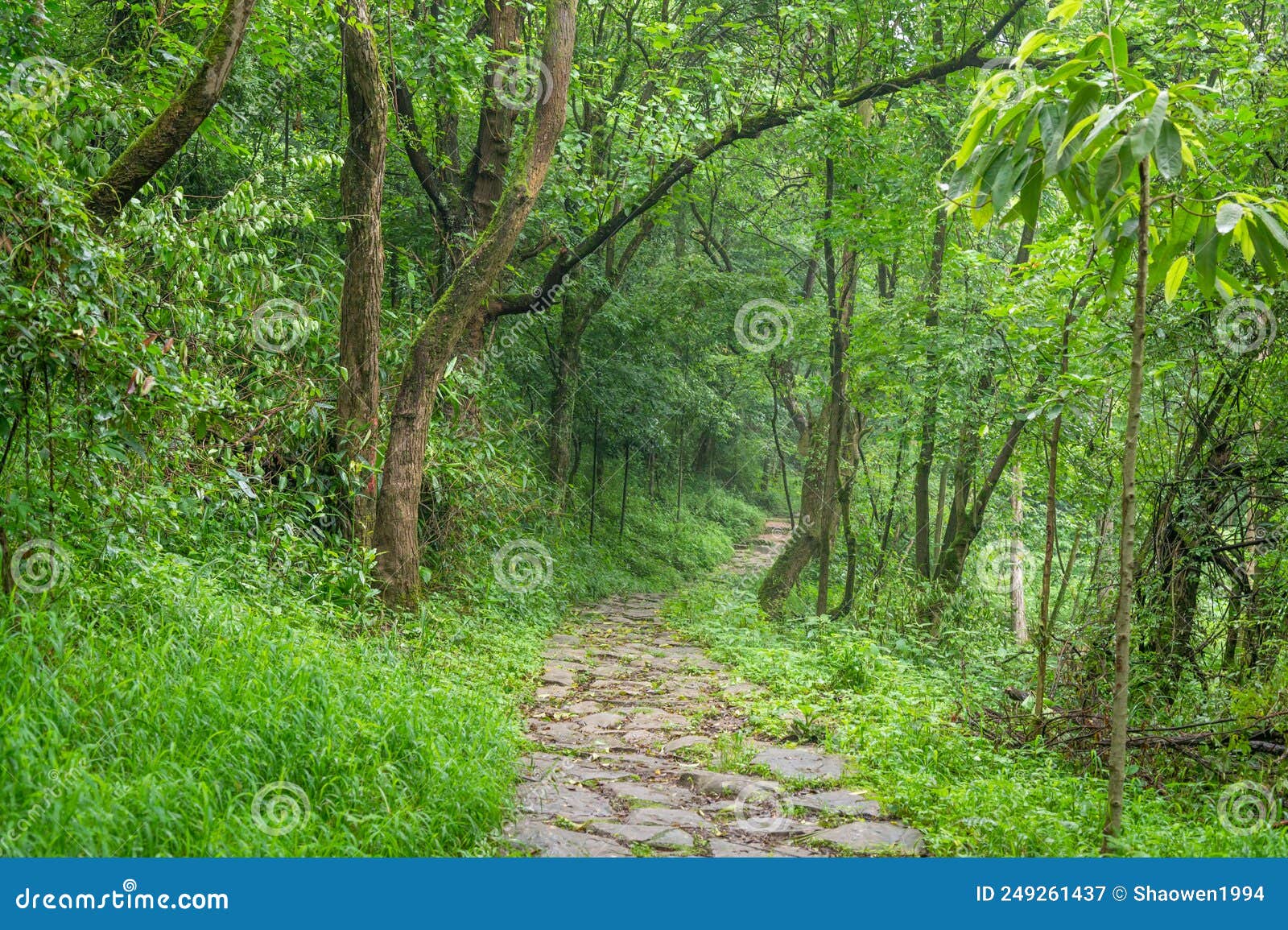Forest stone Path stock image. Image of hike, forest - 249261437