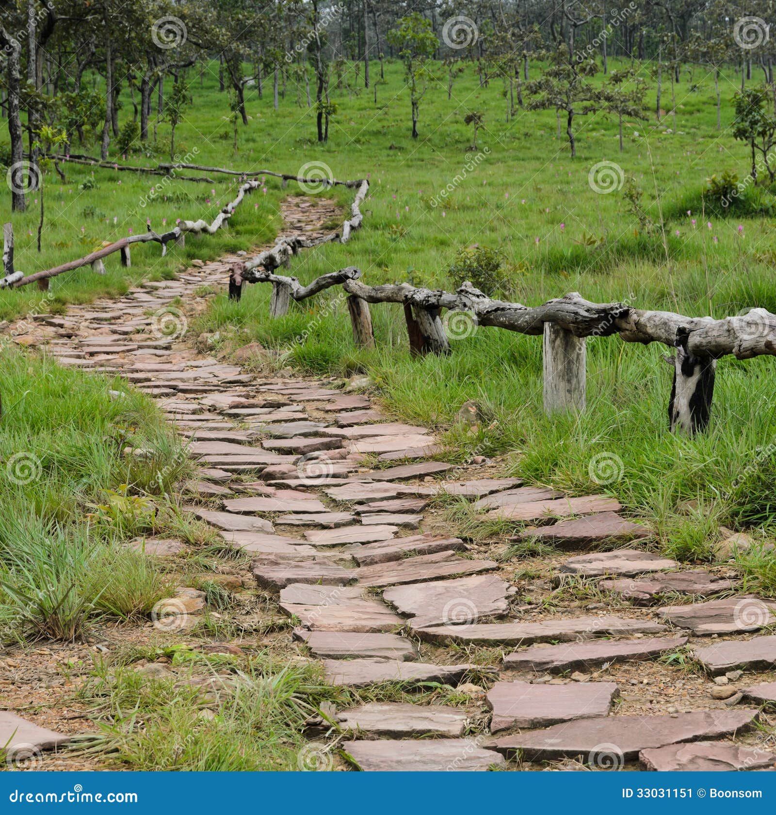 Forest stone pathway stock image. Image of siam, pink - 33031151