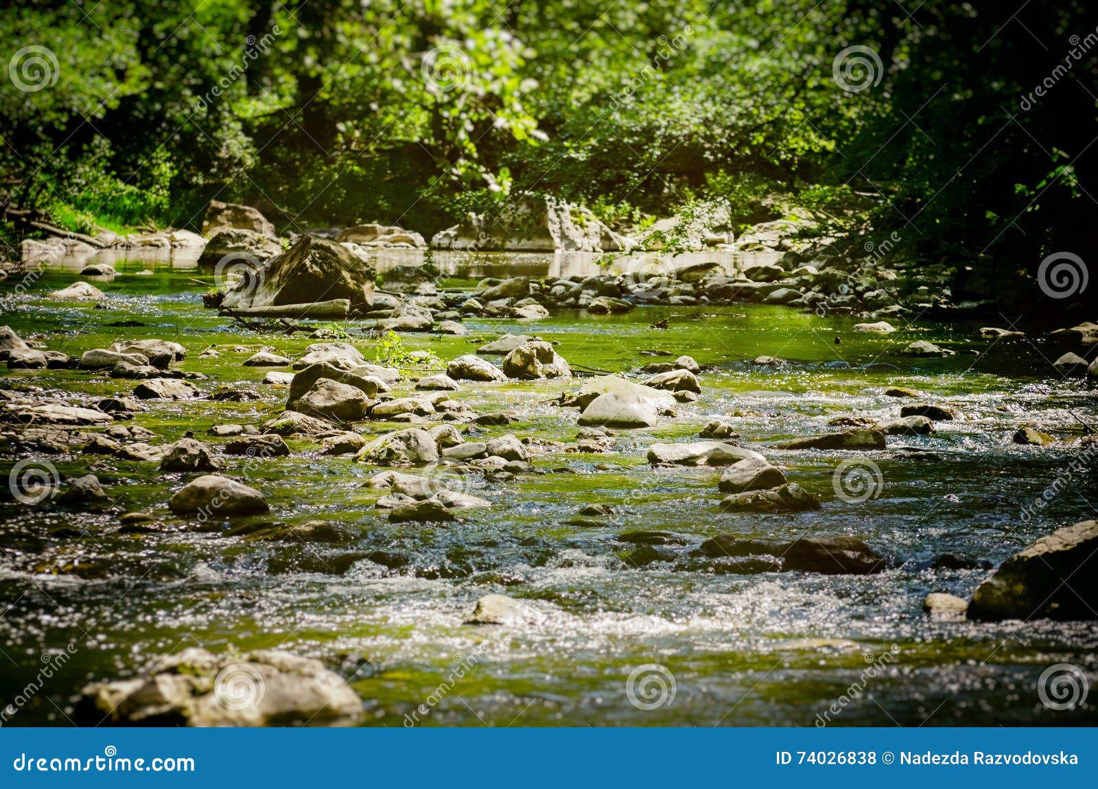 Forest Stone River stock photo. Image of natural, forest - 74026838