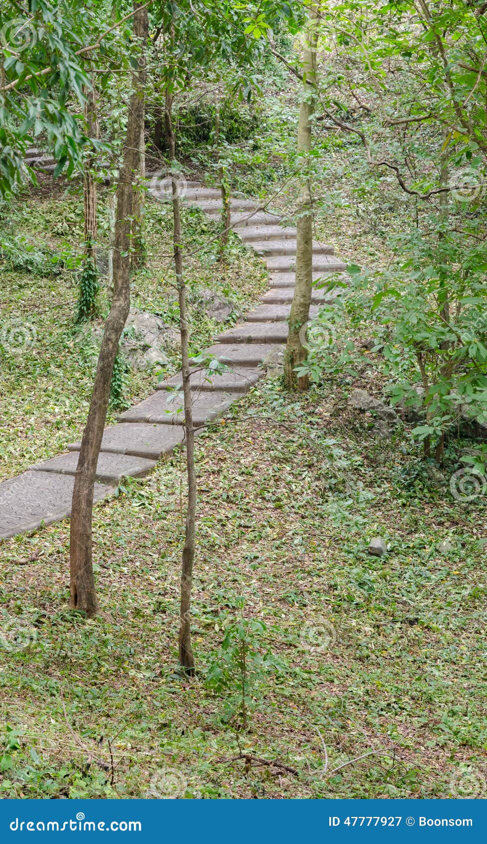 Forest Stone Sidewalk Pavement Stock Image - Image of nature, wood ...