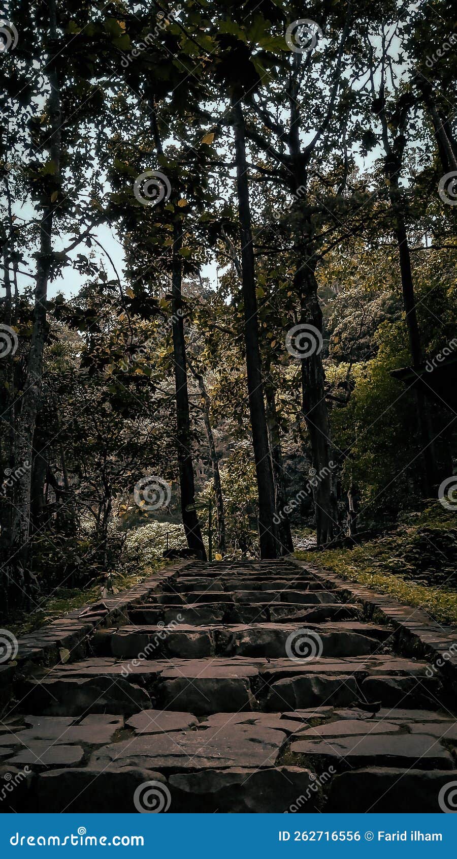 Forest stone stairs stock photo. Image of 1000, waterfall - 262716556