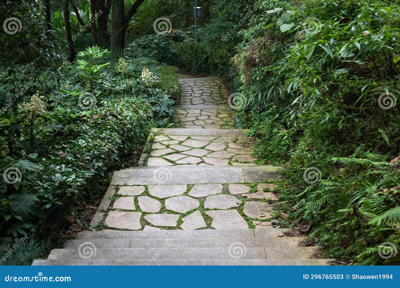 Stone stairs in forest stock image. Image of forest - 296765503