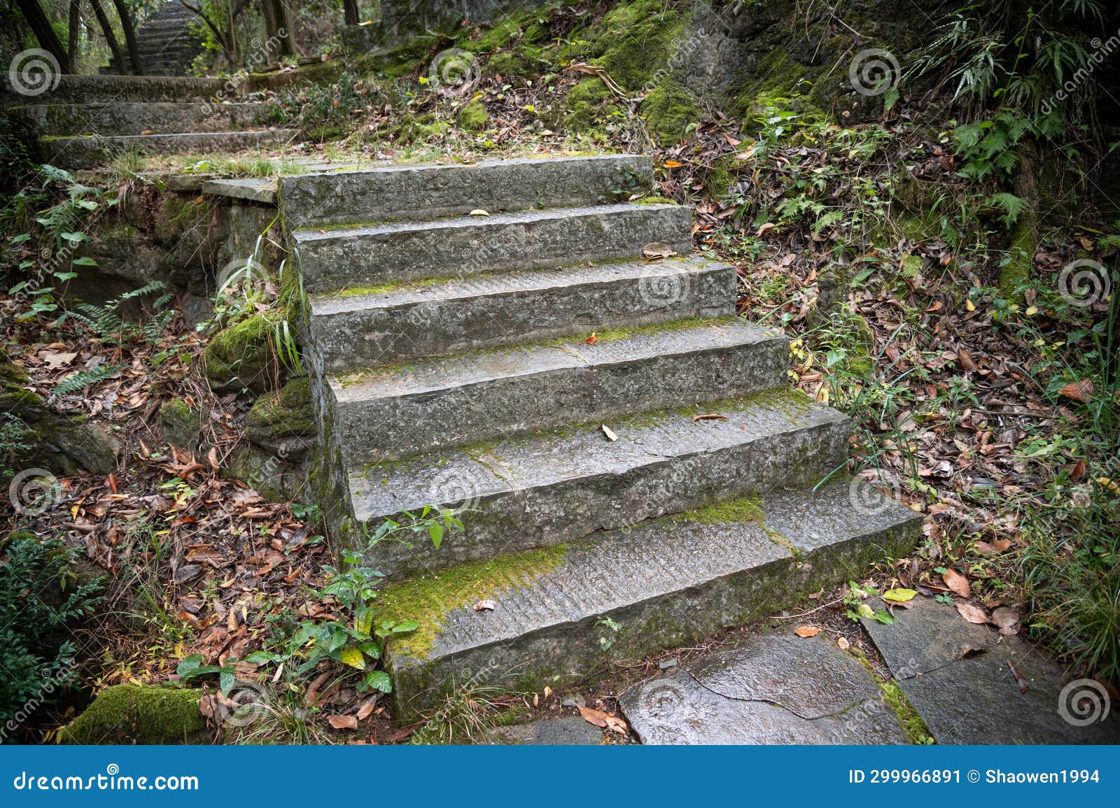 Forest stone step path stock image. Image of scene, beautiful - 299966891
