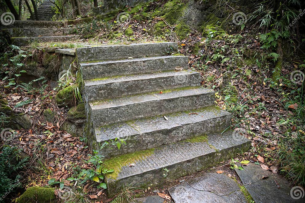 Forest stone step path stock image. Image of scene, beautiful - 299966891