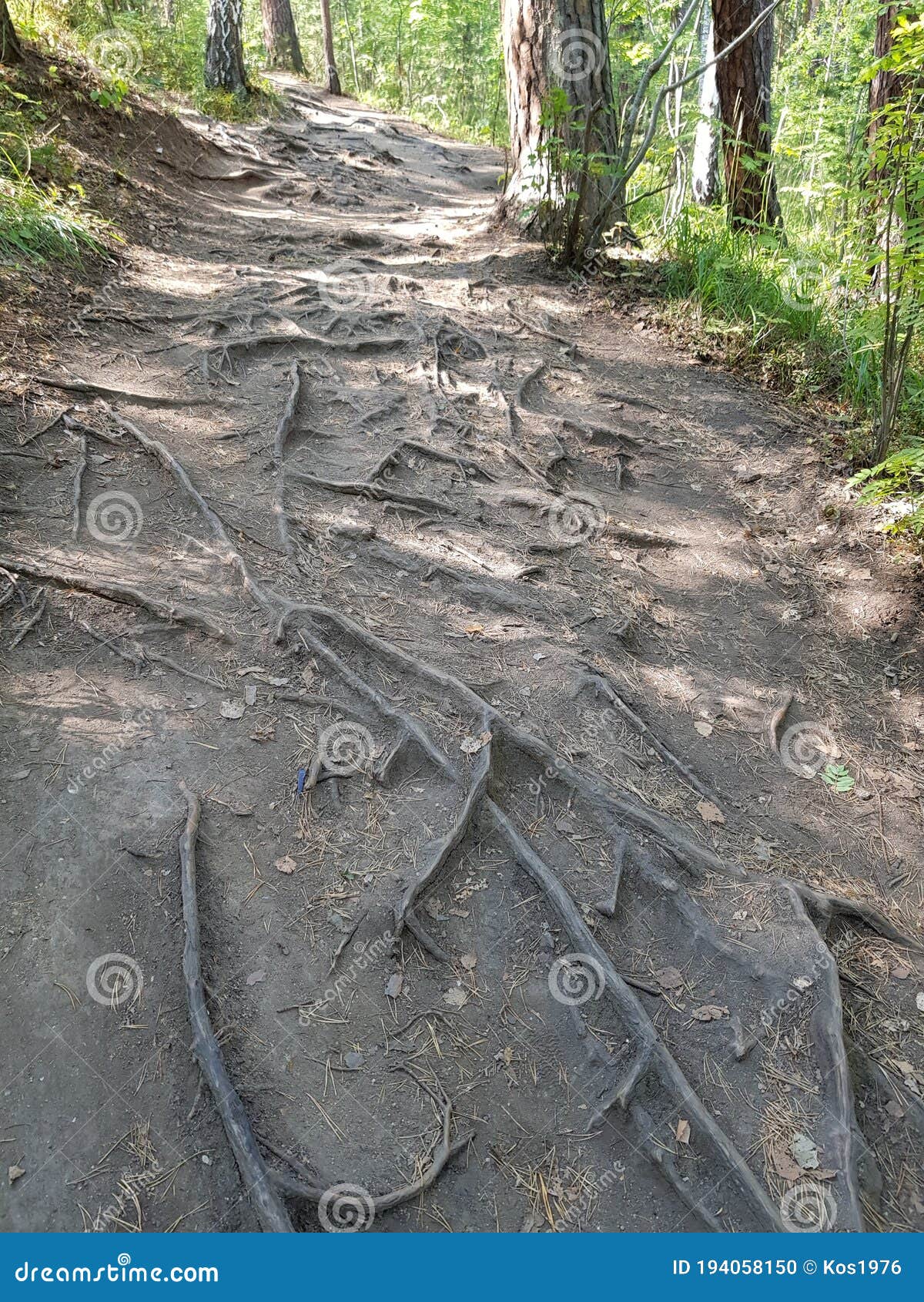 Forest Rocky Road among the Trees Stock Photo - Image of granite, beach ...
