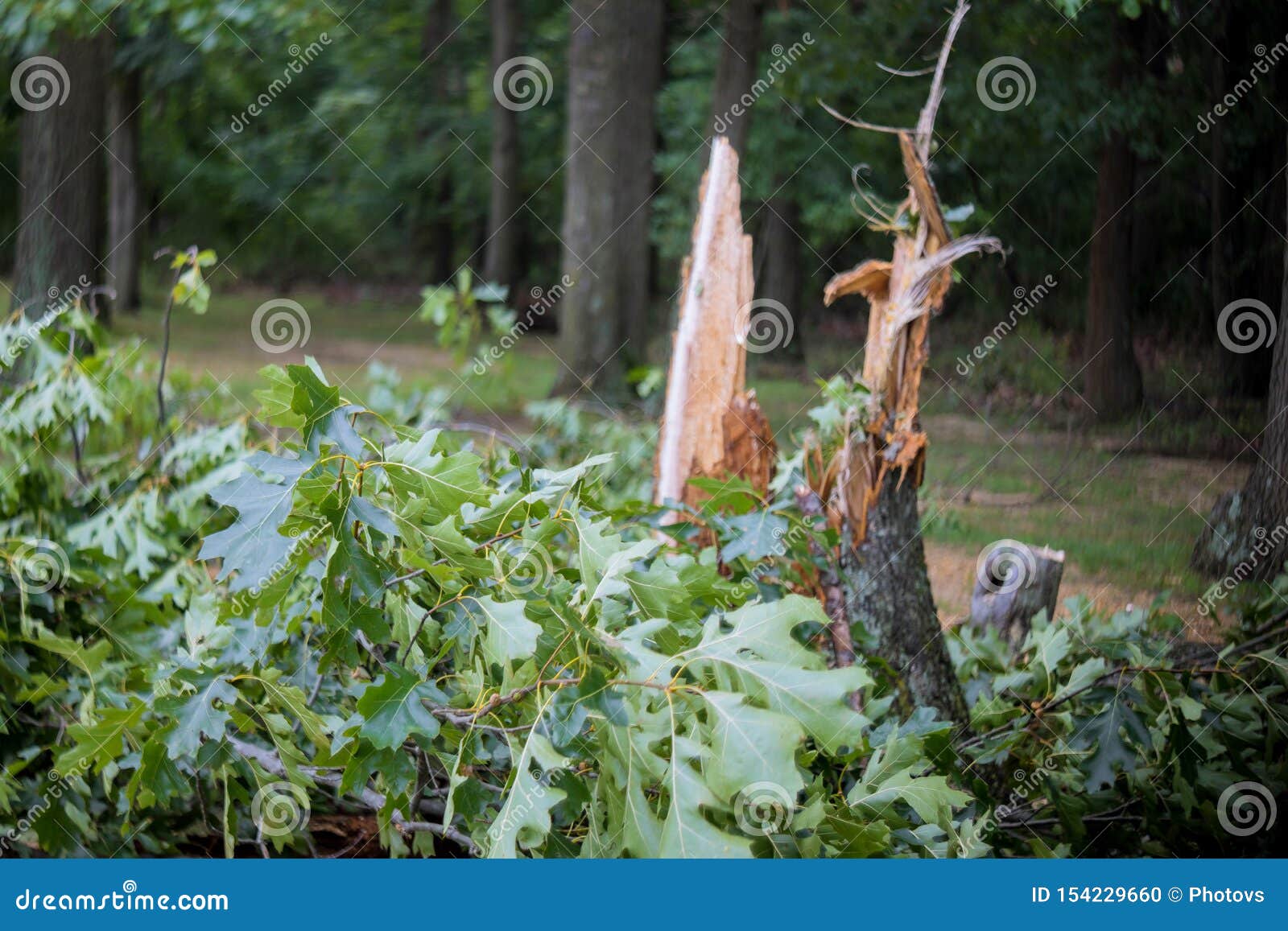Storm Damage Trees in the Forest after a Storm Stock Photo - Image of ...