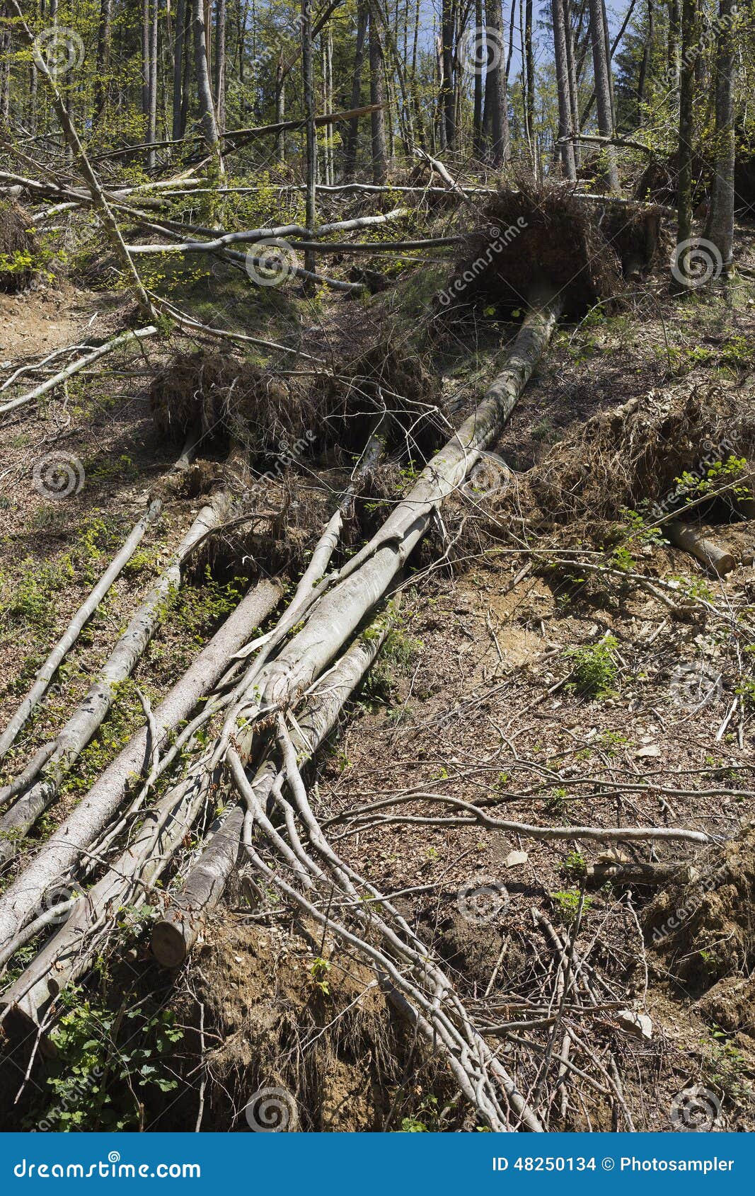 Forest after a storm stock photo. Image of destruction - 48250134