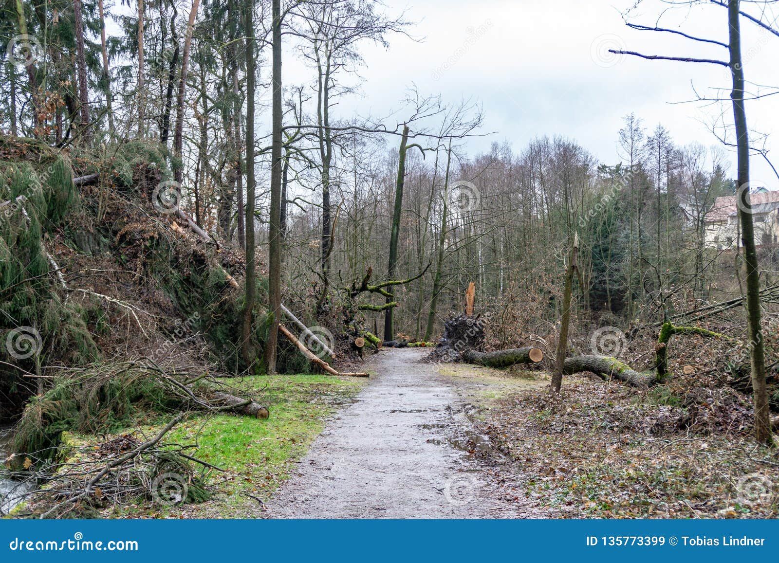 Way in the Forest after a Storm - Fallen Trees - Windfall Stock Image ...