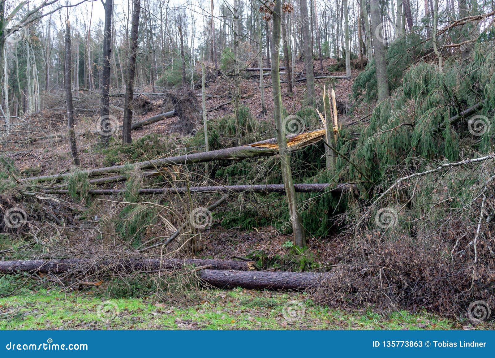 Forest after a Storm - Fallen Trees - Windfall Stock Image - Image of ...