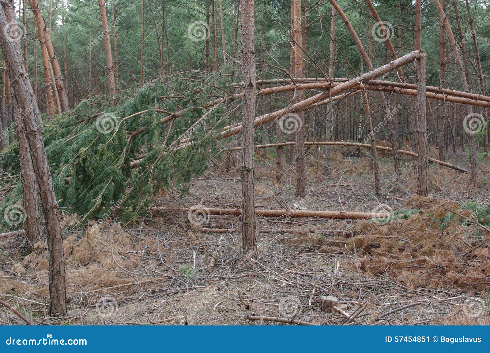 Forest after the storm. stock image. Image of pine, forest - 57454851