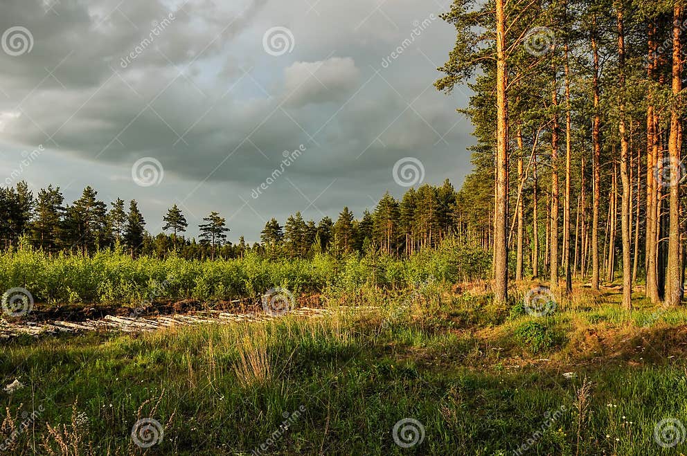 Forest after a storm. stock image. Image of birch, pine - 76626797
