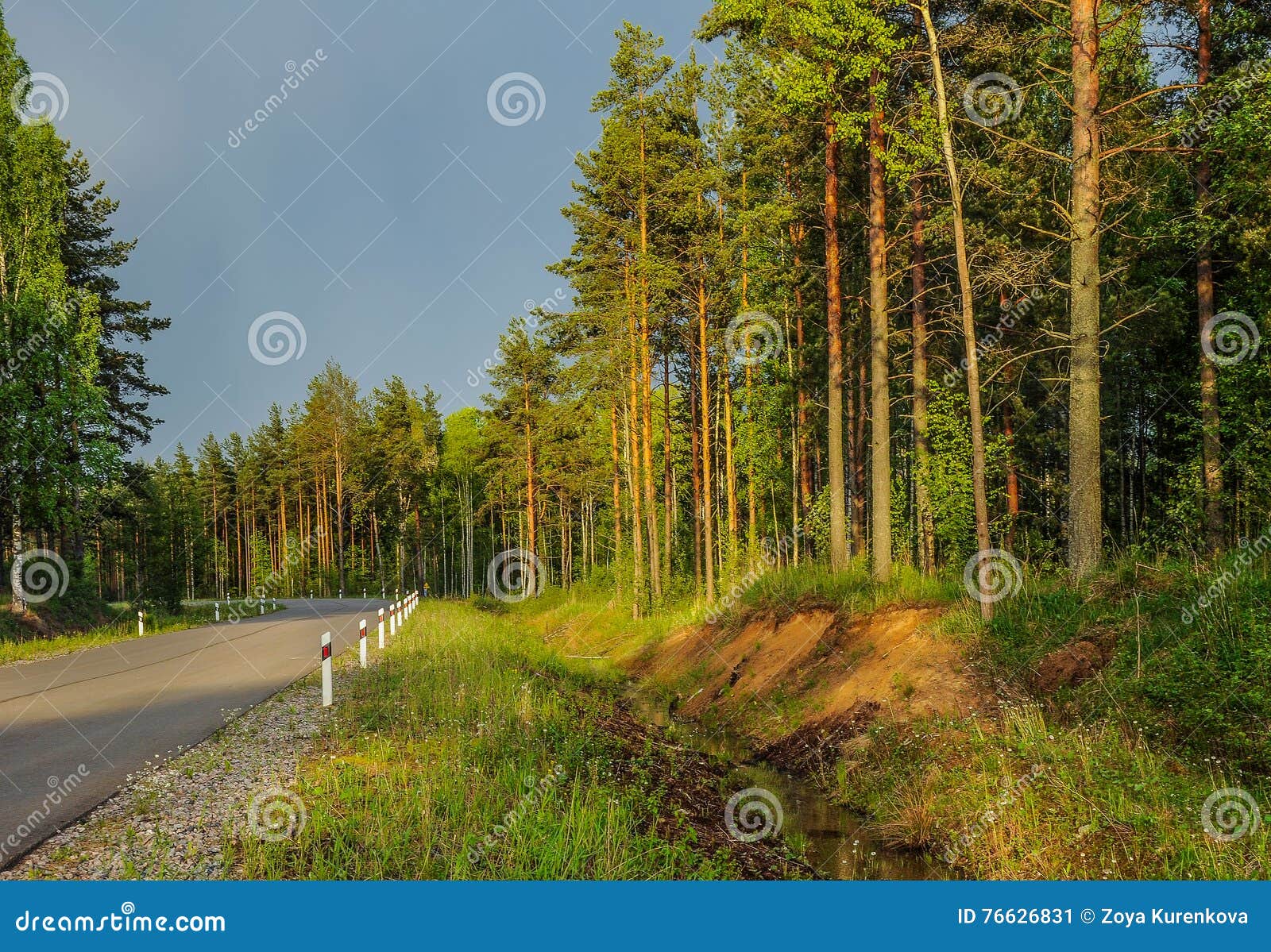Forest after a storm. stock image. Image of clouds, trees - 76626831